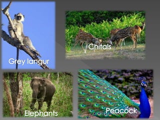 National park | PPTX