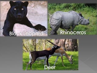 National park | PPTX