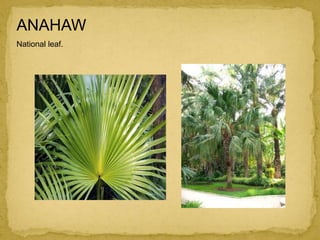 National symbols | PPTX