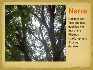 Philippine National Tree Narra
