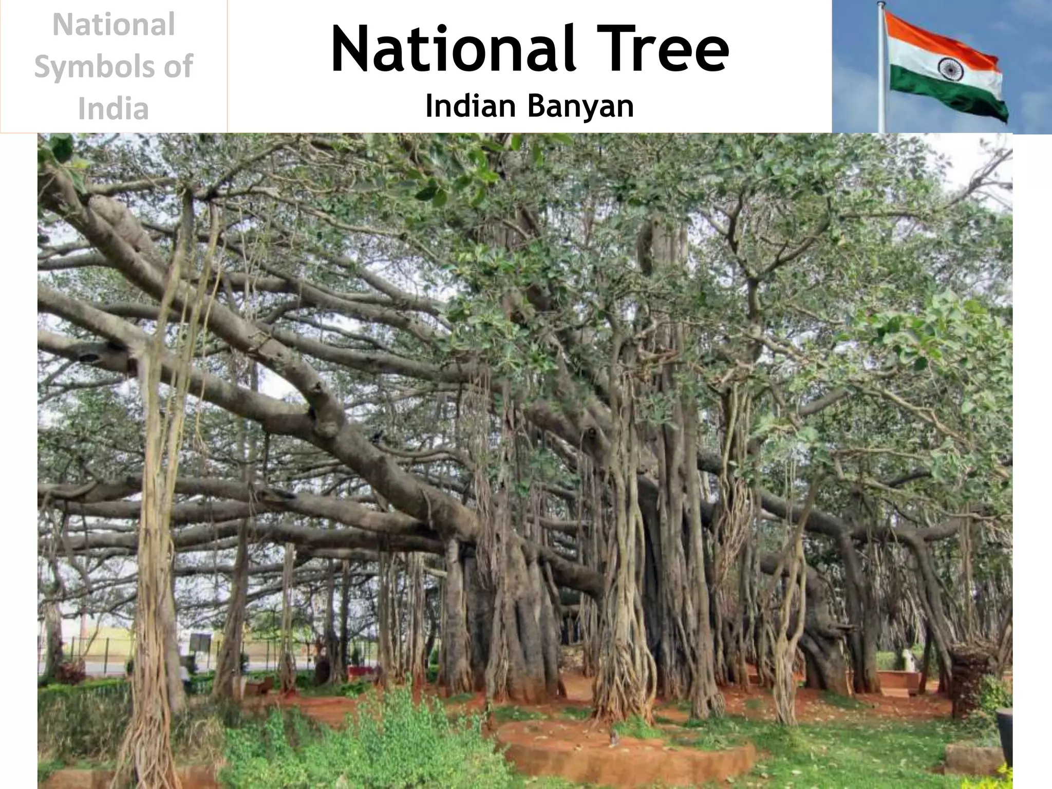 National Symbols of India | PPTX