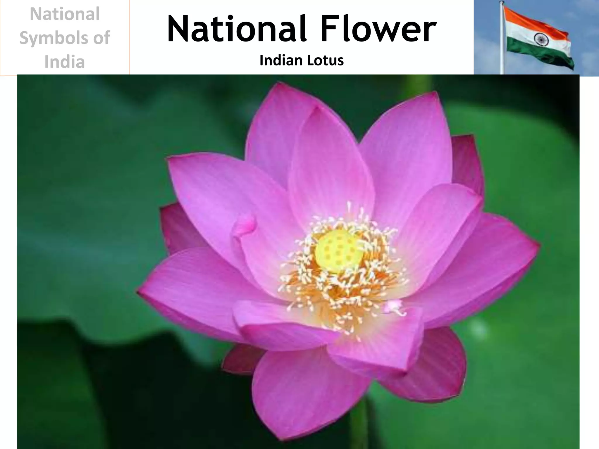 National Symbols of India | PPTX
