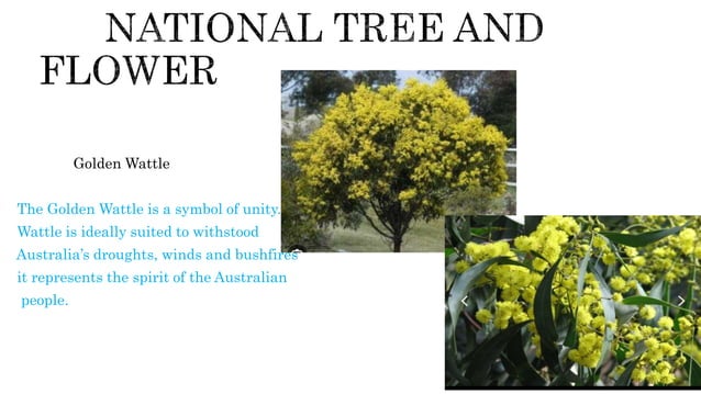 National Things Of Australia.pptx