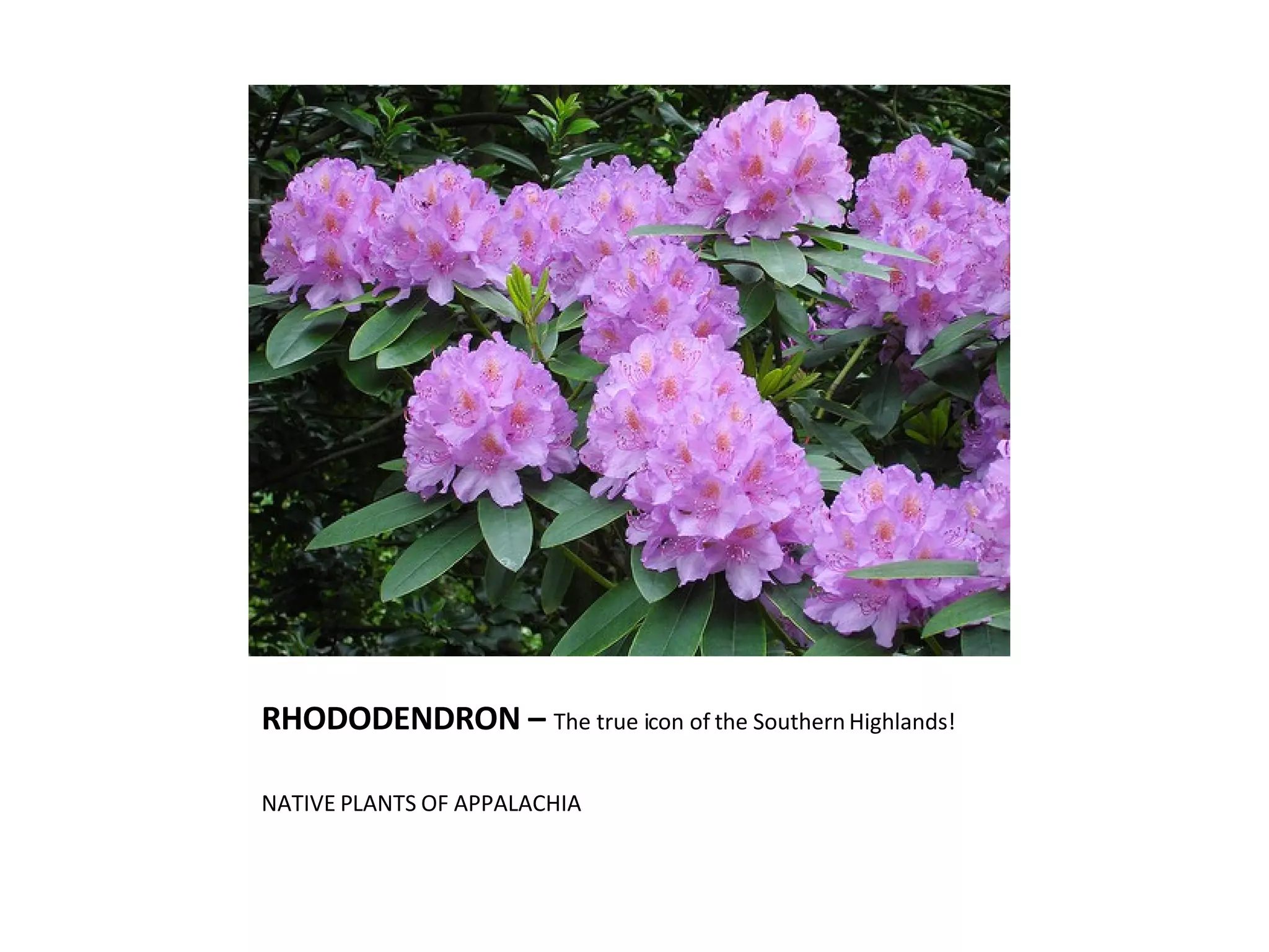 Native Plants Of Appalachia | PPT