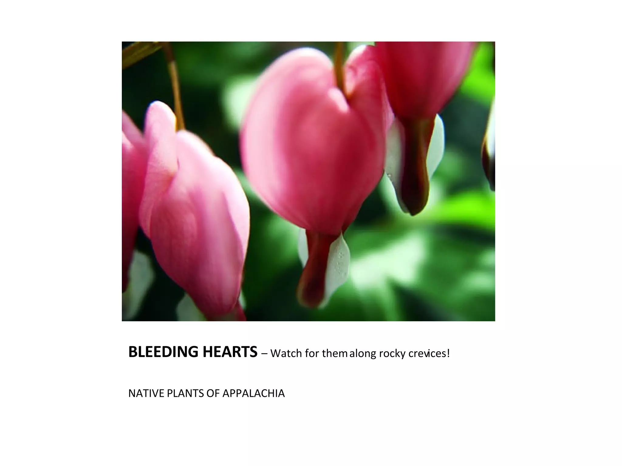 Native Plants Of Appalachia | PPT