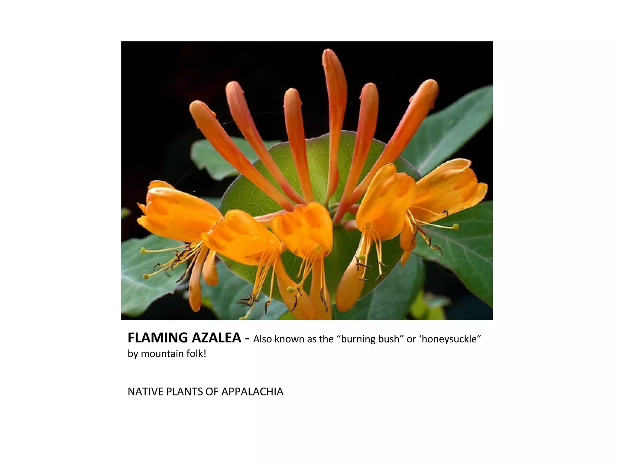 Native Plants Of Appalachia | PPT