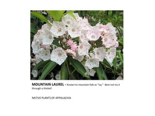 Native Plants Of Appalachia | PPT