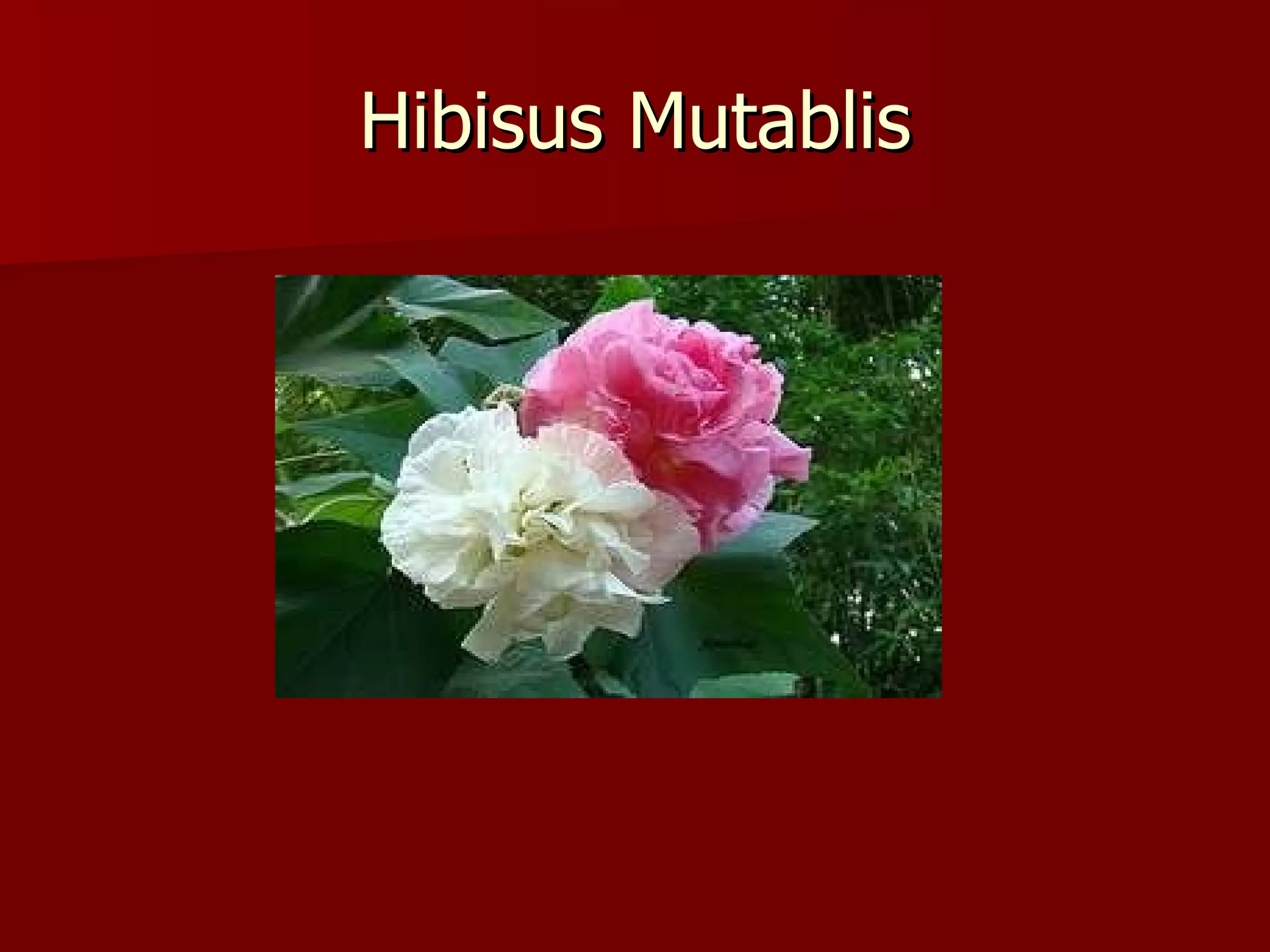 Native animals and plants of jamaica | PPT