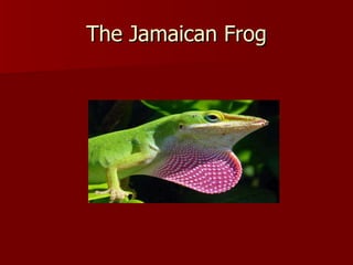 Native animals and plants of jamaica | PPT