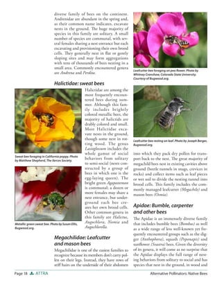 Alternative Pollinators: Native Bees | PDF