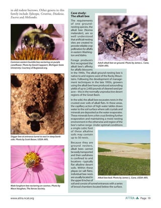 Alternative Pollinators: Native Bees | PDF