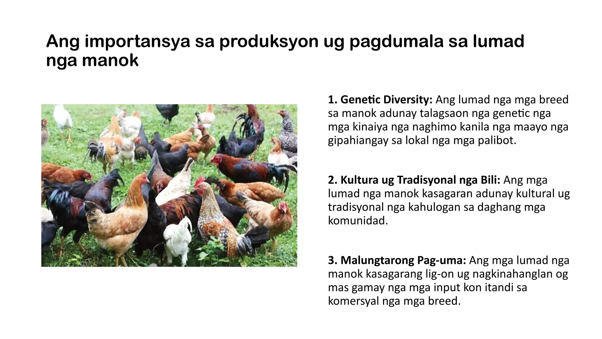 native chicken management for presentation.pptx