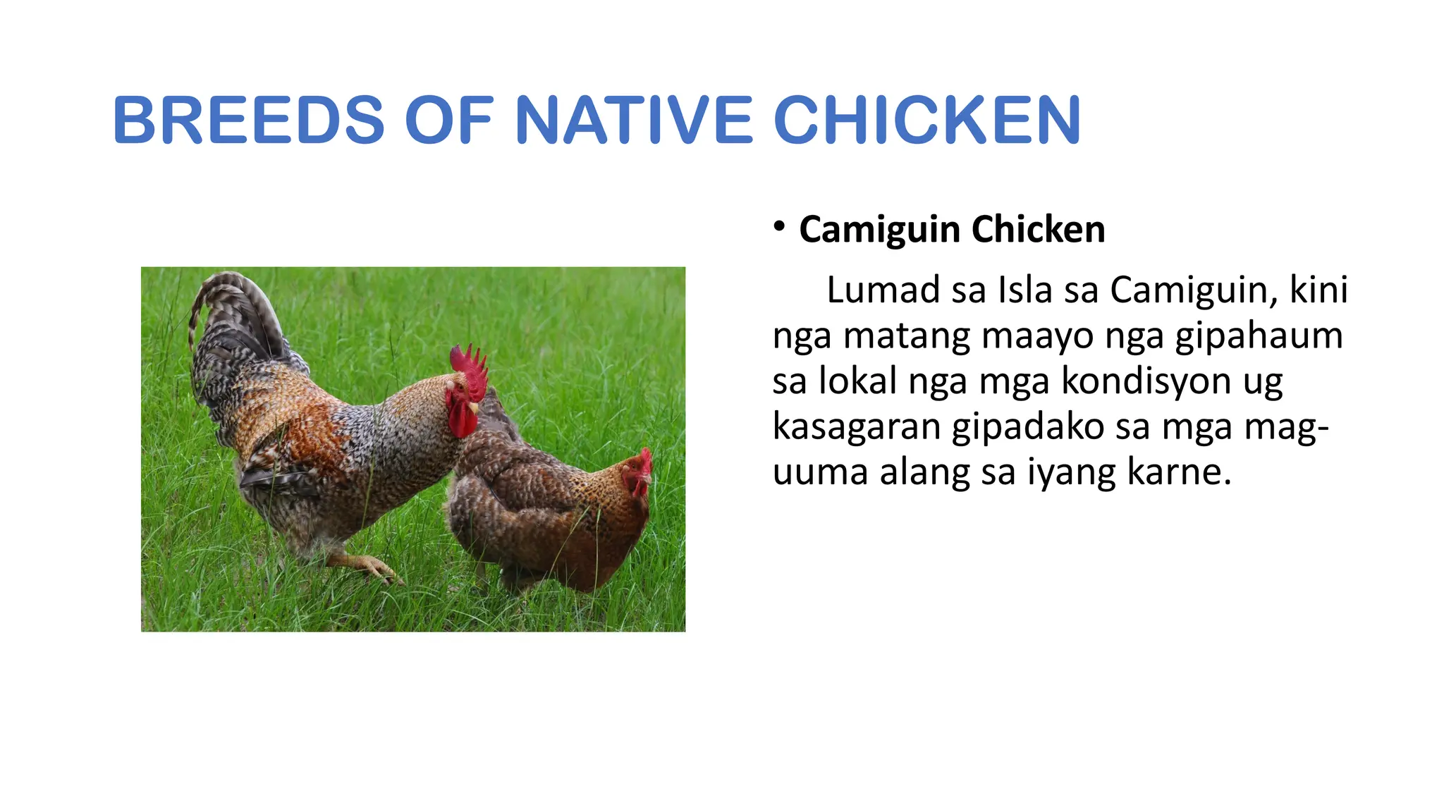 native chicken management for presentation.pptx