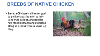 native chicken management for presentation.pptx