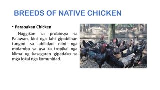 native chicken management for presentation.pptx