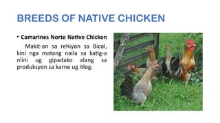native chicken management for presentation.pptx