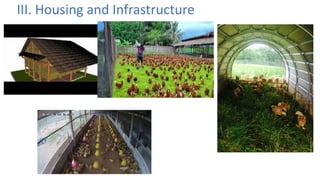 native chicken production and management seminar | PPTX