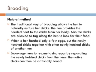 Native chicken production in the philippines | PPT