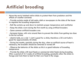 Native chicken production in the philippines | PPT