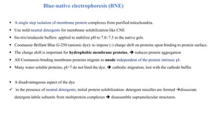 Native electrophoretic techniques ppt.pptx