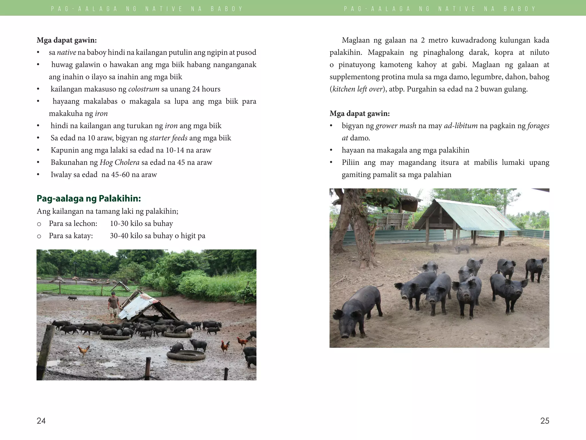 Pag-aalaga ng Native na Baboy | PDF