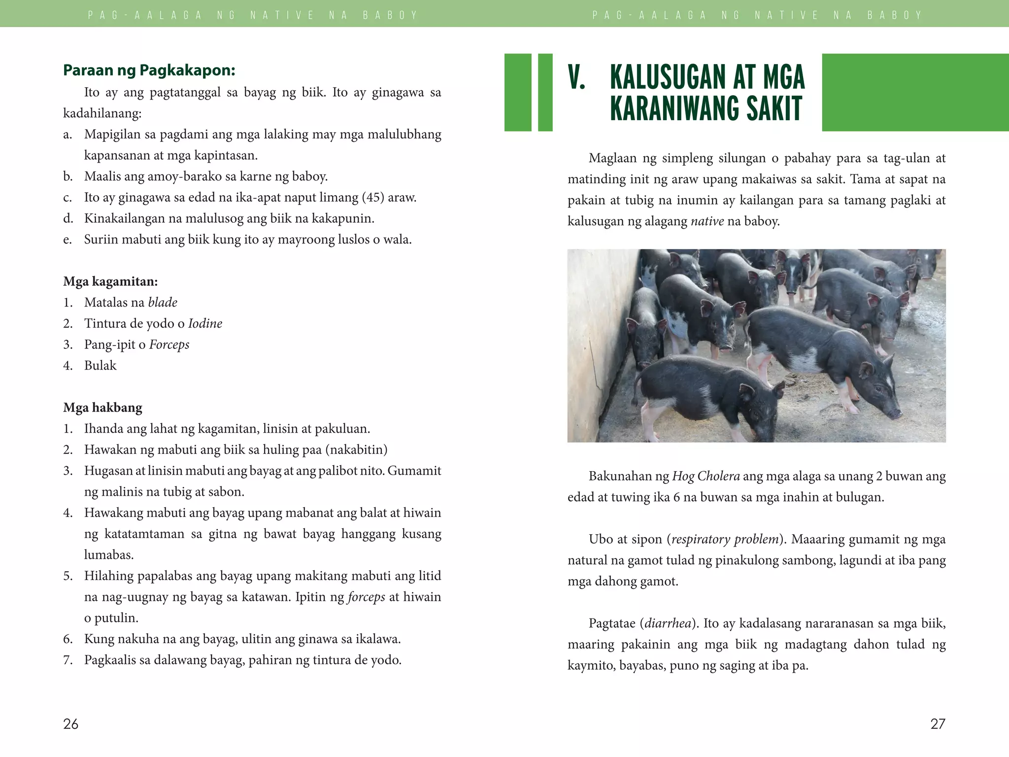 Pag-aalaga ng Native na Baboy | PDF