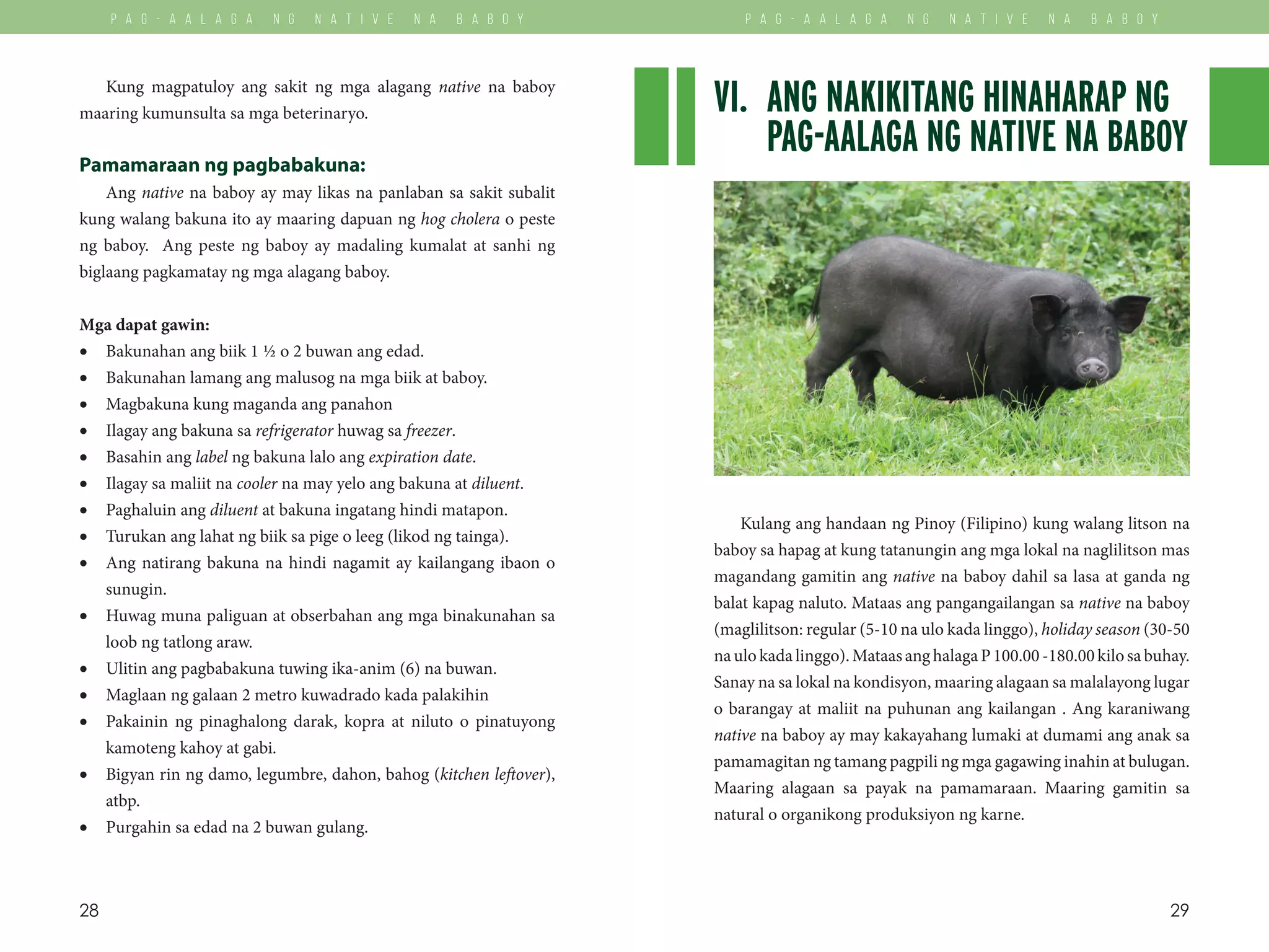 Pag-aalaga ng Native na Baboy | PDF