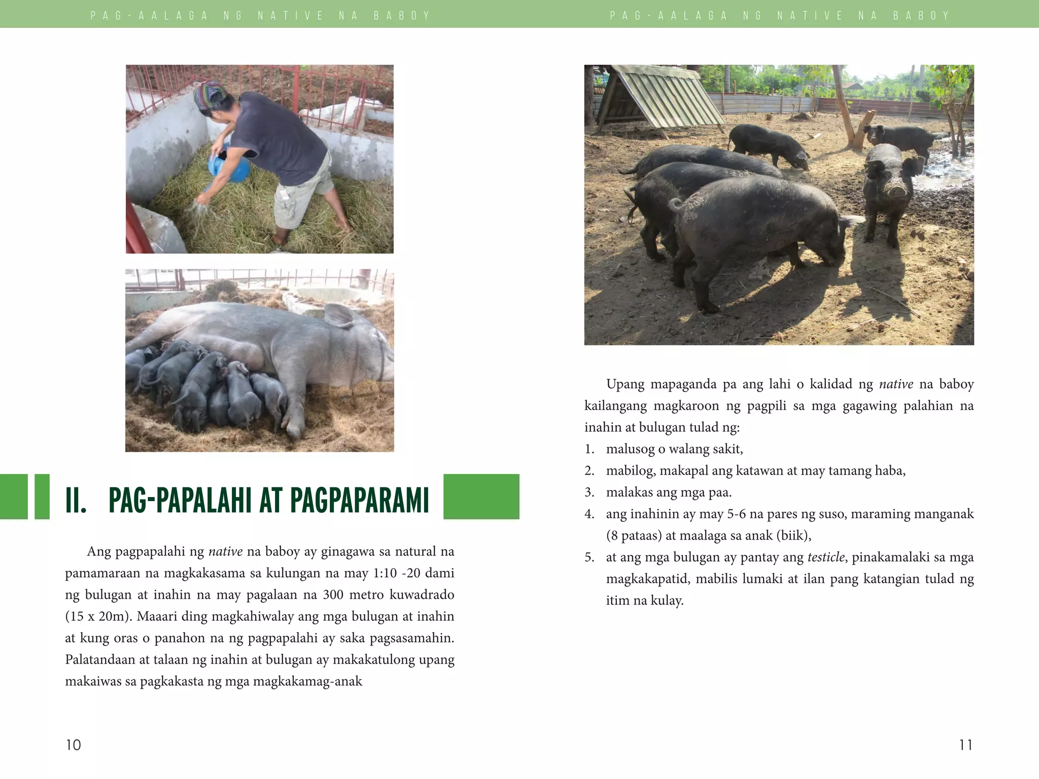 Pag-aalaga ng Native na Baboy | PDF