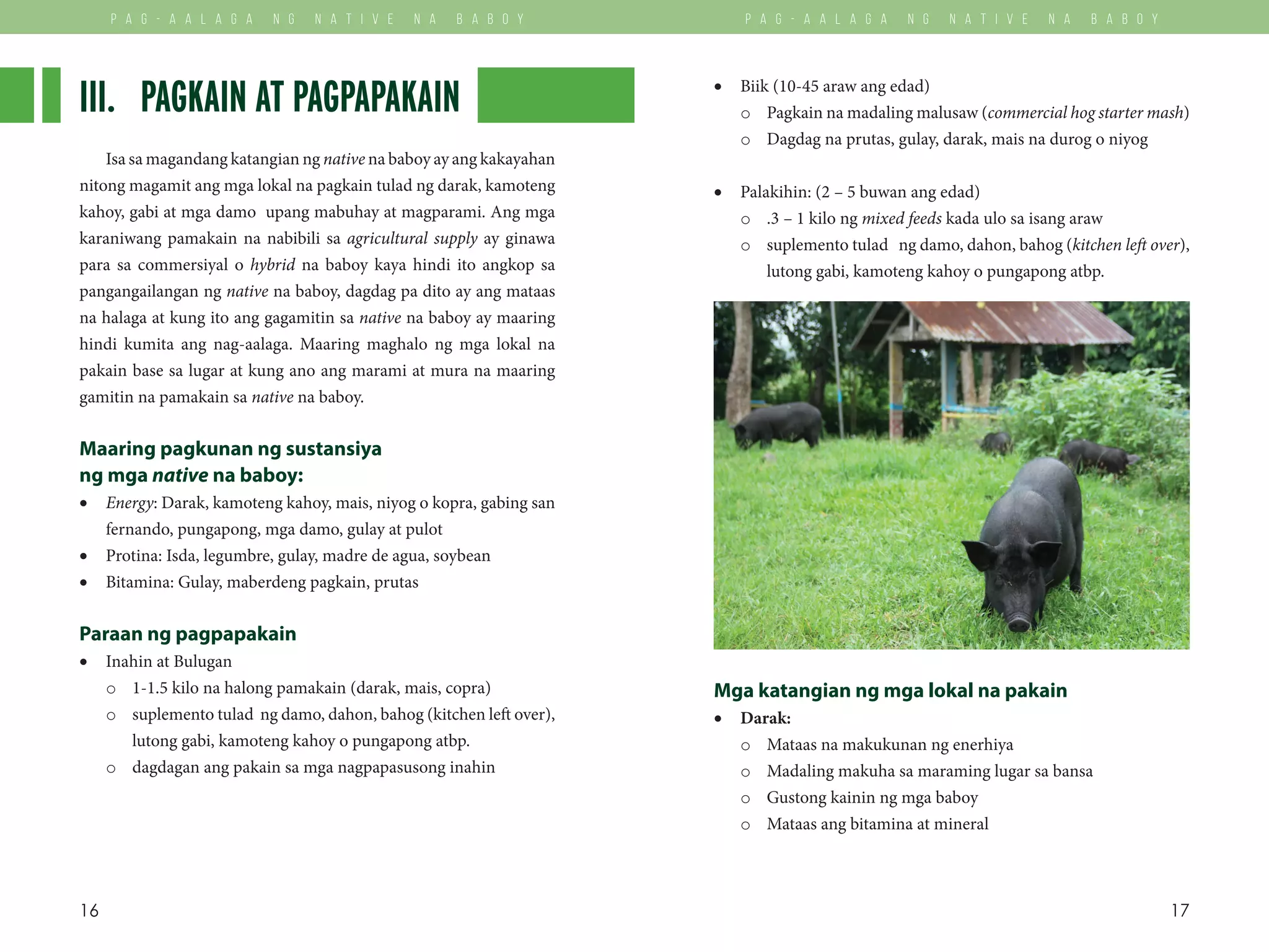 Pag-aalaga ng Native na Baboy | PDF