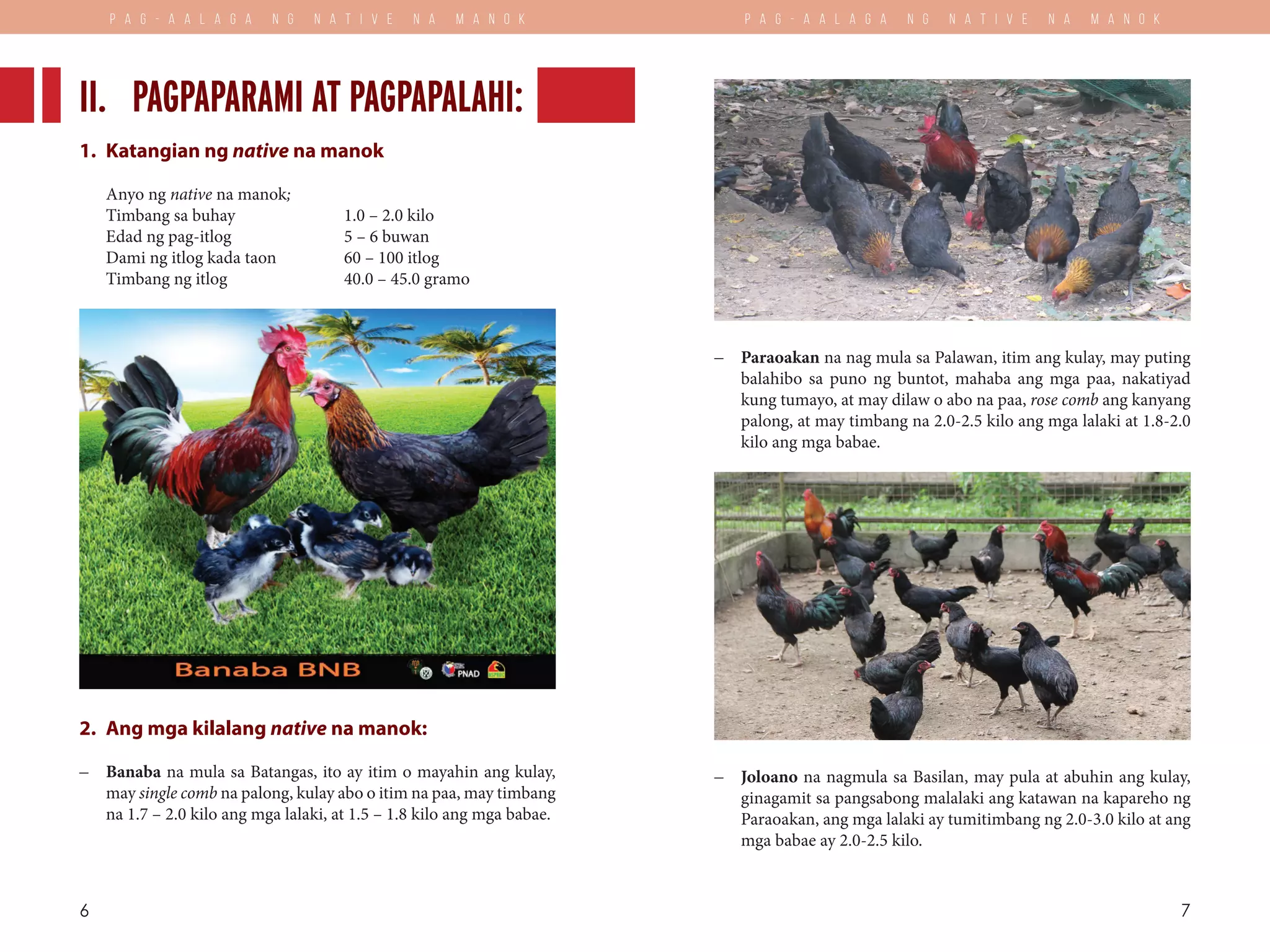 Pag-aalaga ng Native na Manok | PDF