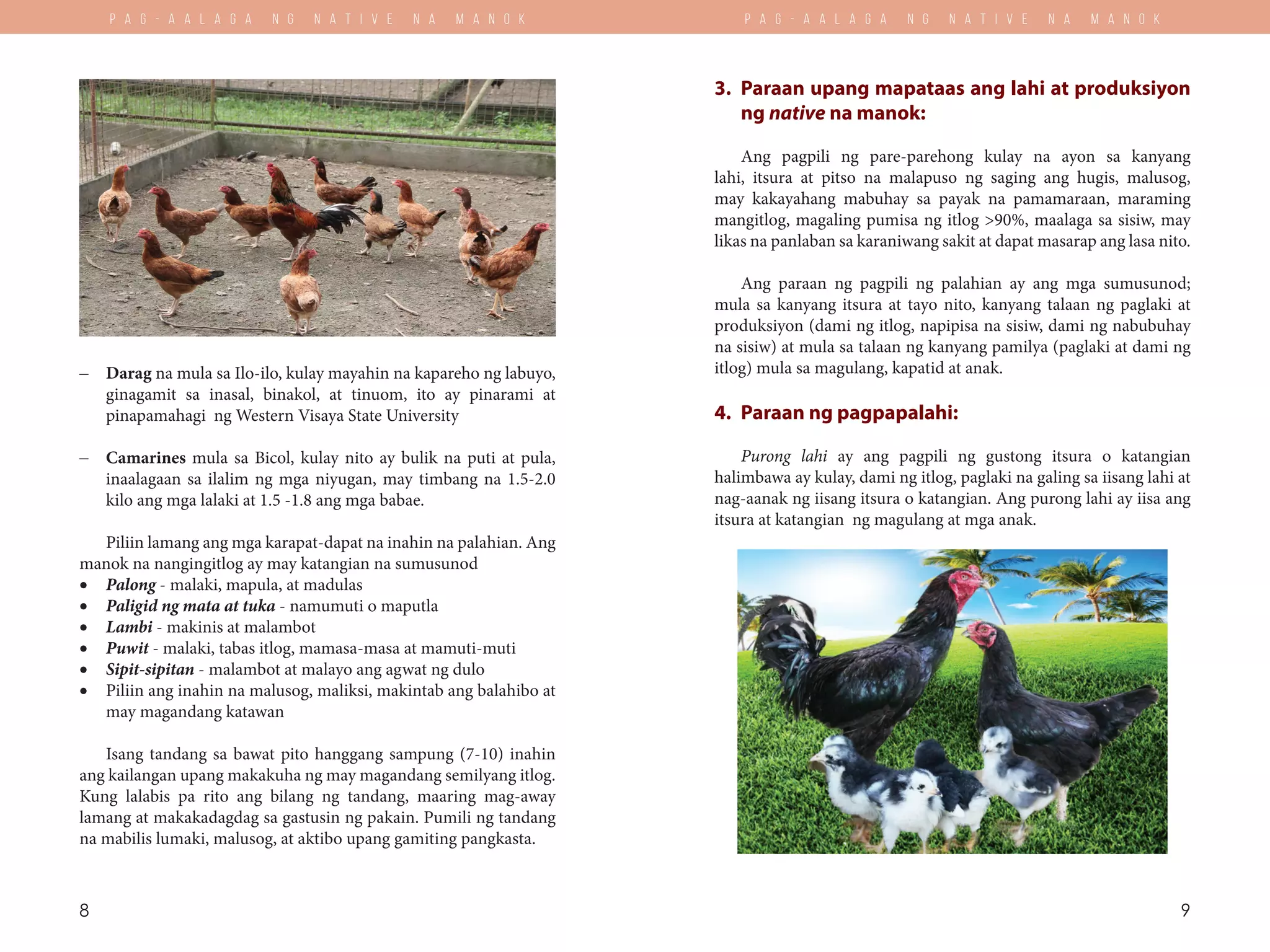 Pag-aalaga ng Native na Manok | PDF