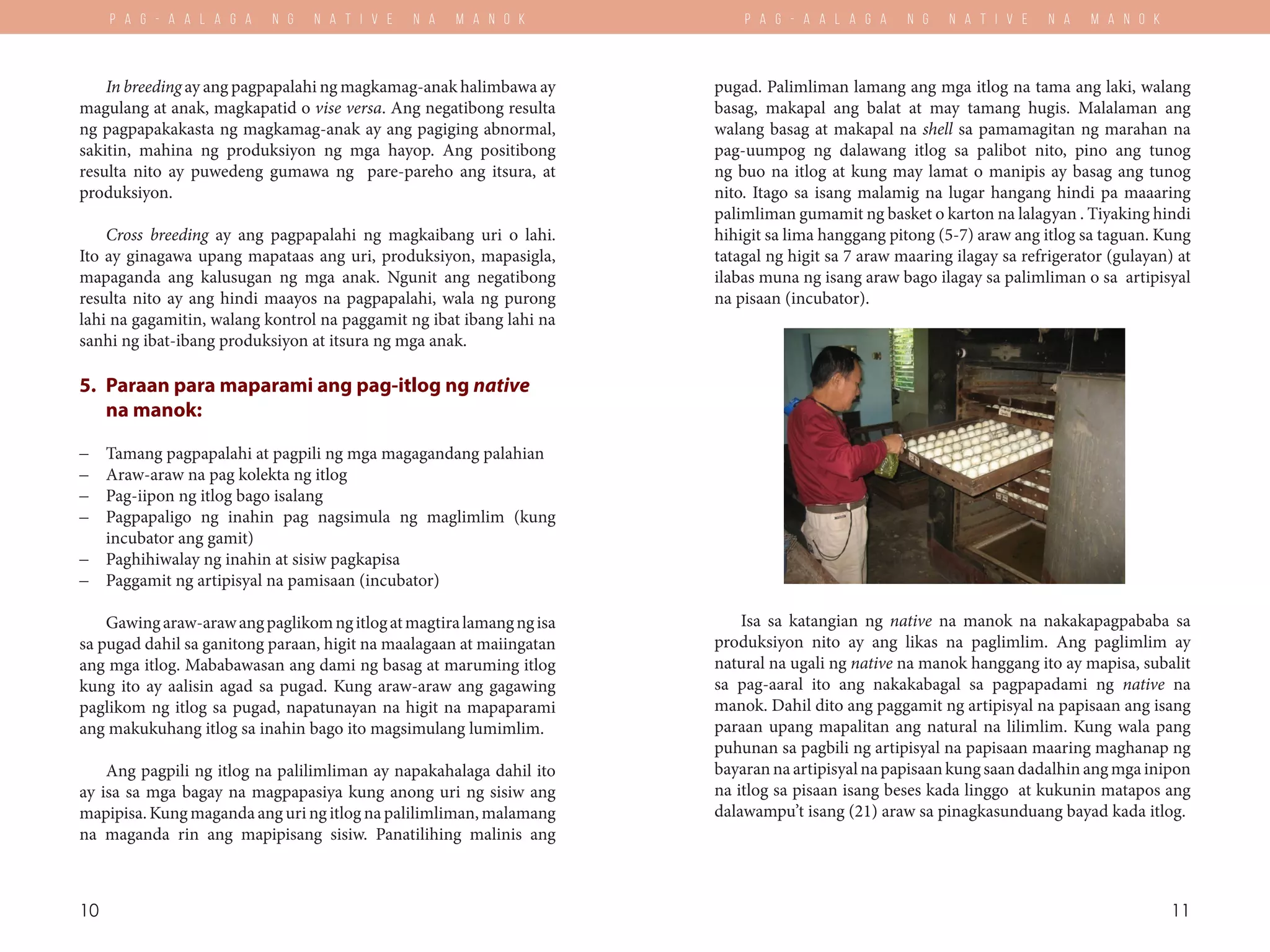 Pag-aalaga ng Native na Manok | PDF