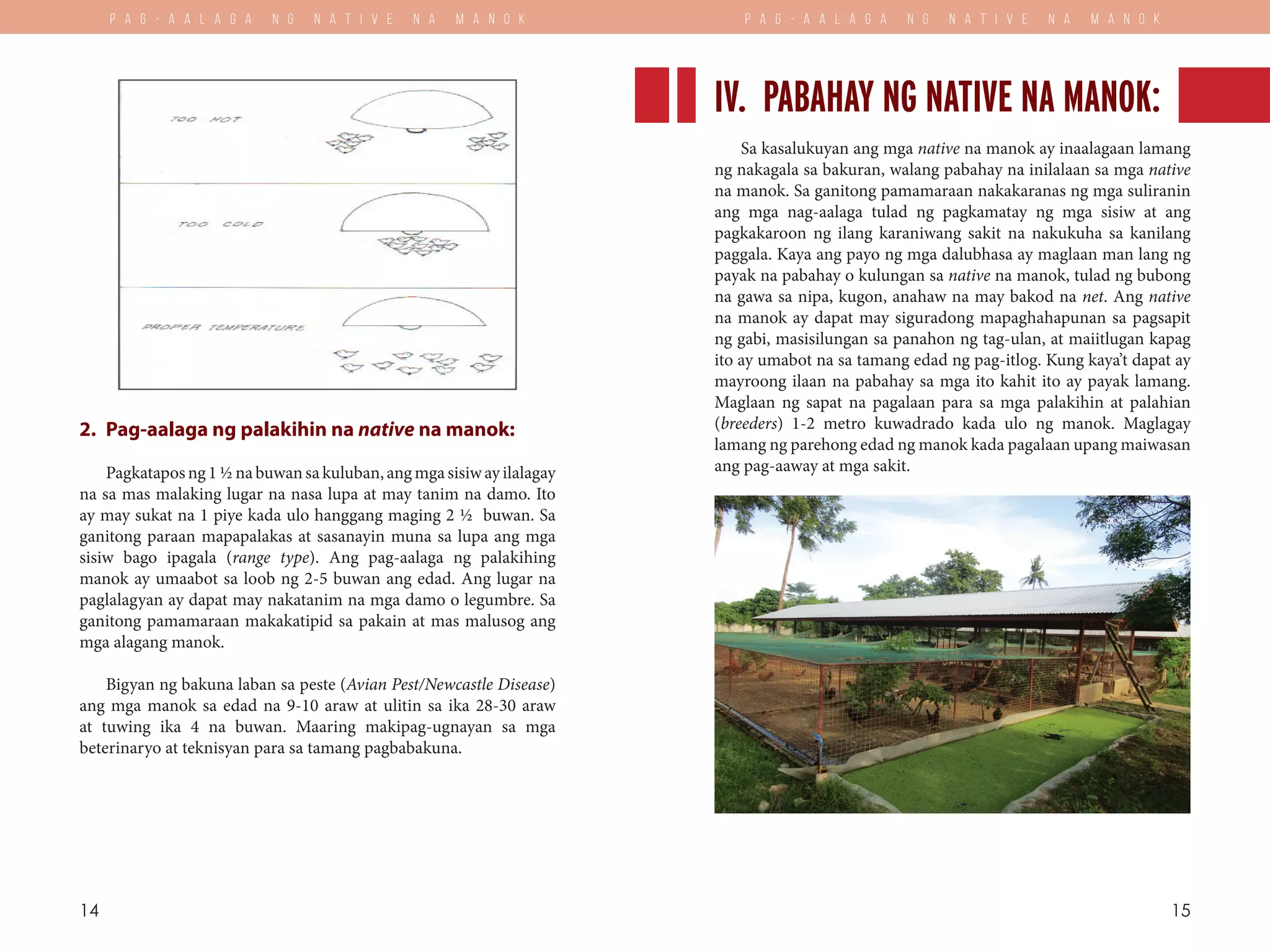 Pag-aalaga ng Native na Manok | PDF