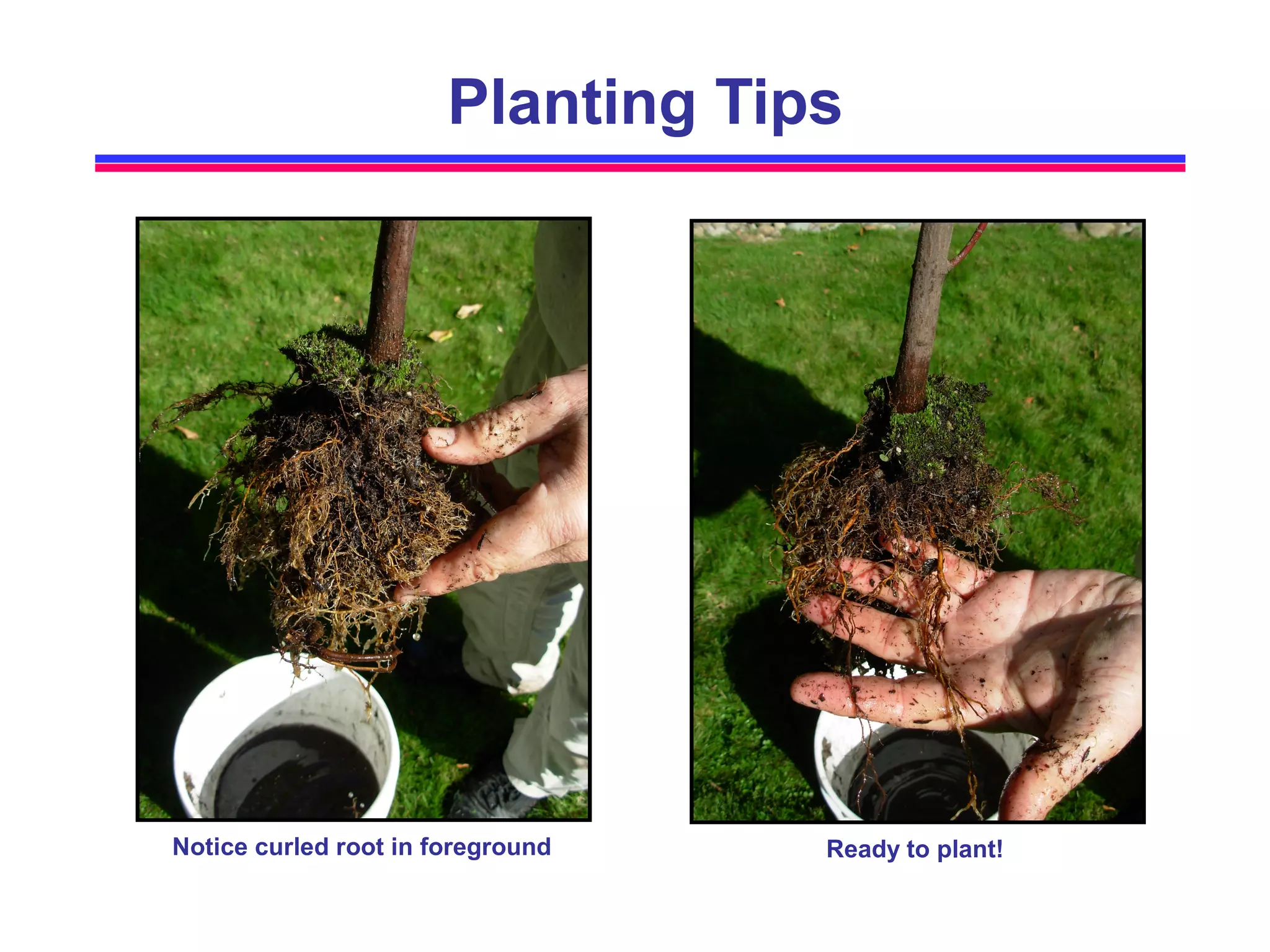 Native Plant Potpourri | PPT