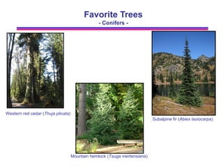 Native Plant Potpourri | PPT