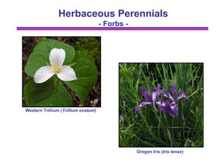 Native Plant Potpourri | PPT