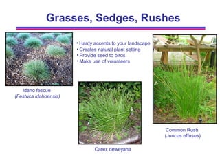 Native Plant Potpourri | PPT