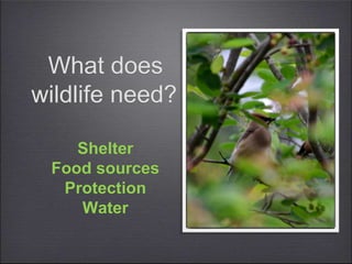 Native Plant Presentation | PPTX