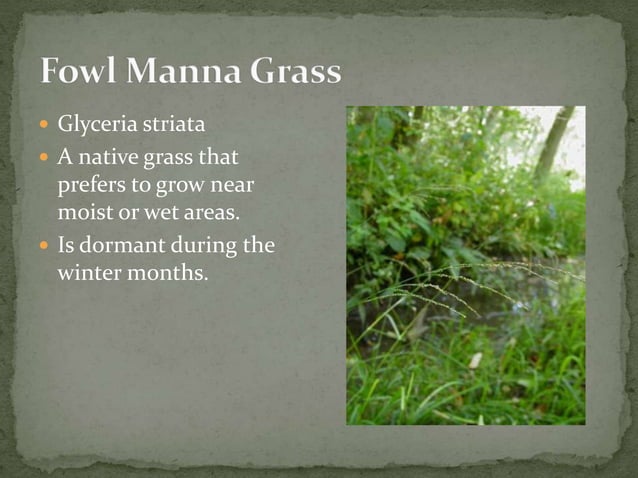 Native Plants And Animals Of Illinois | PPTX