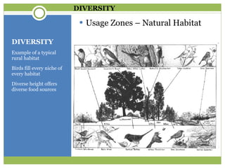 Native plants for birds | PPT