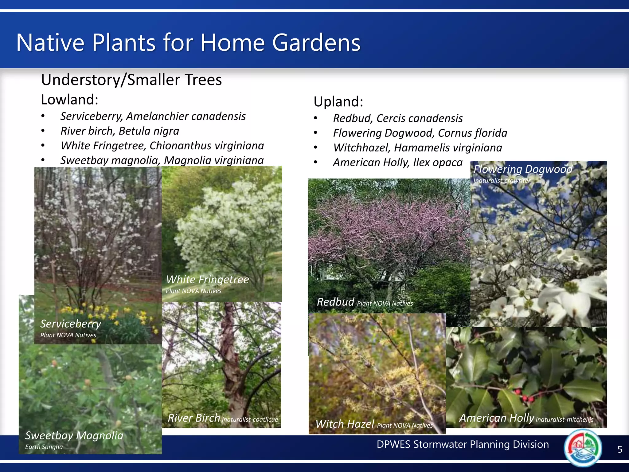 Native Plants for Home Gardening | PPTX