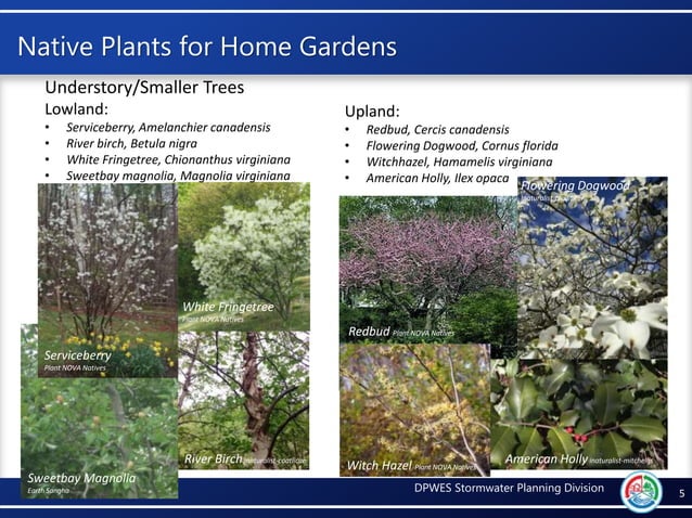 Native Plants for Home Gardening | PPTX
