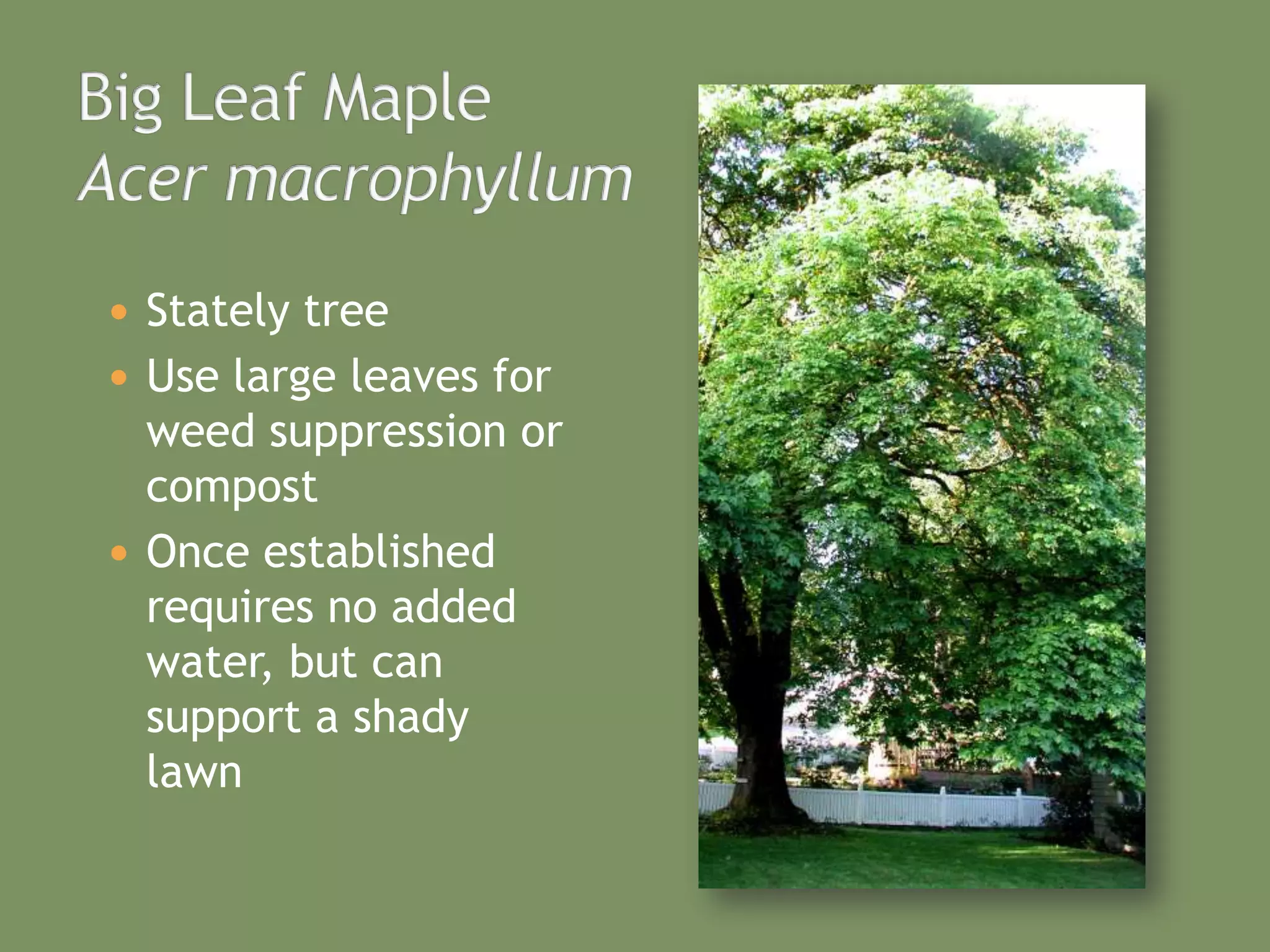 Native Plants For Oregon’S Willamette Valley | PPTX