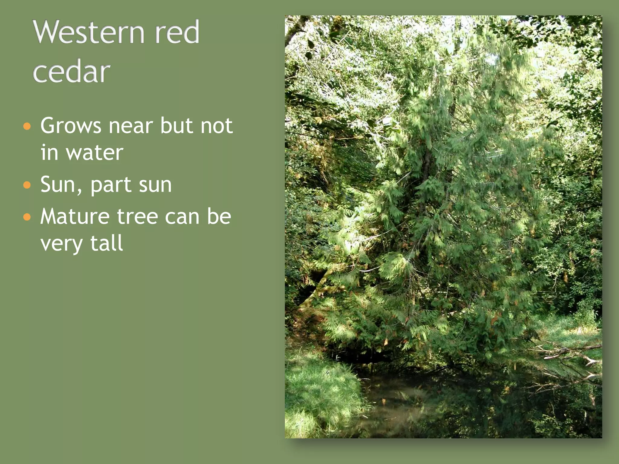 Native Plants For Oregon’S Willamette Valley | PPTX