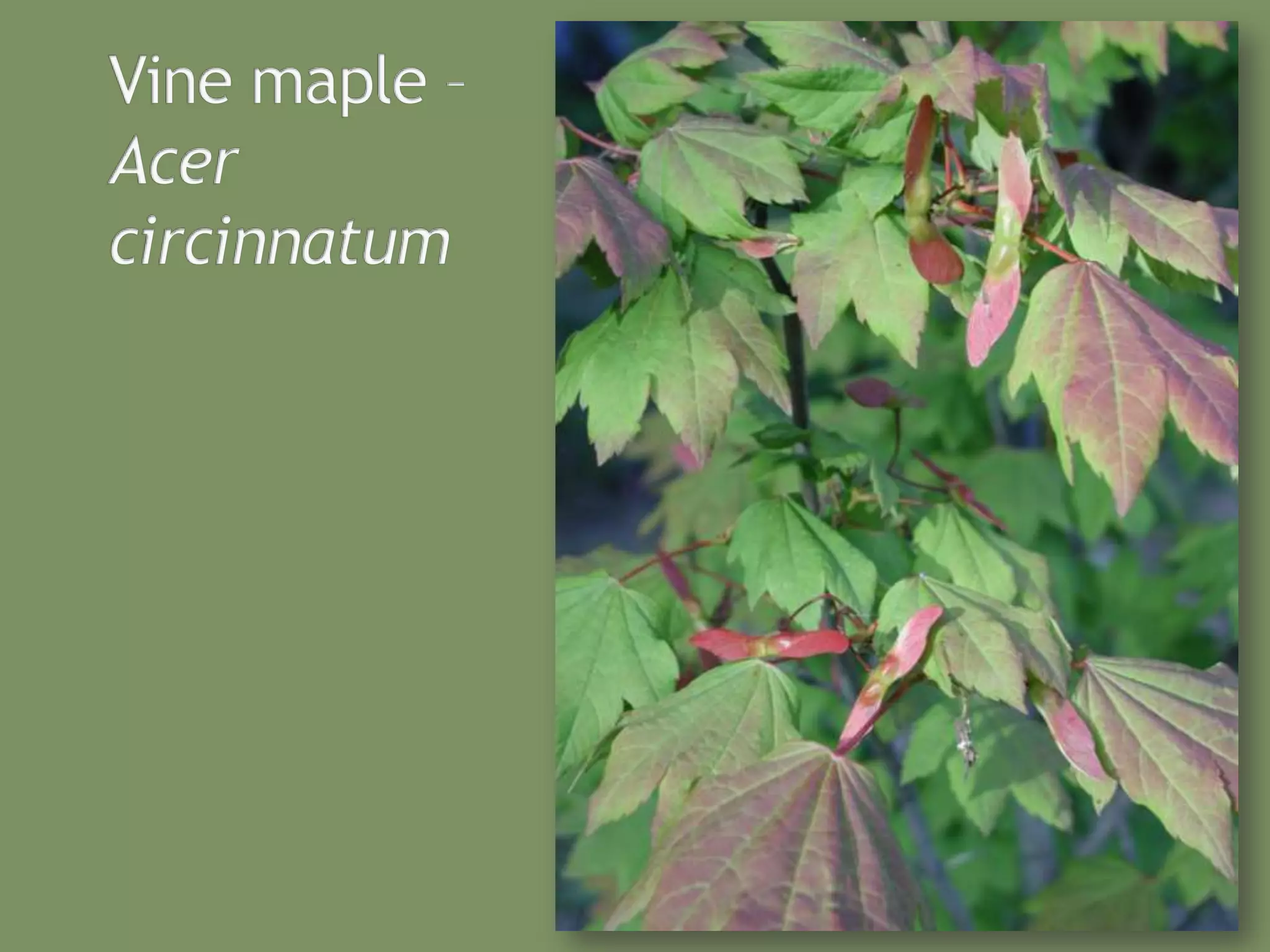 Native Plants For Oregon’S Willamette Valley | PPTX