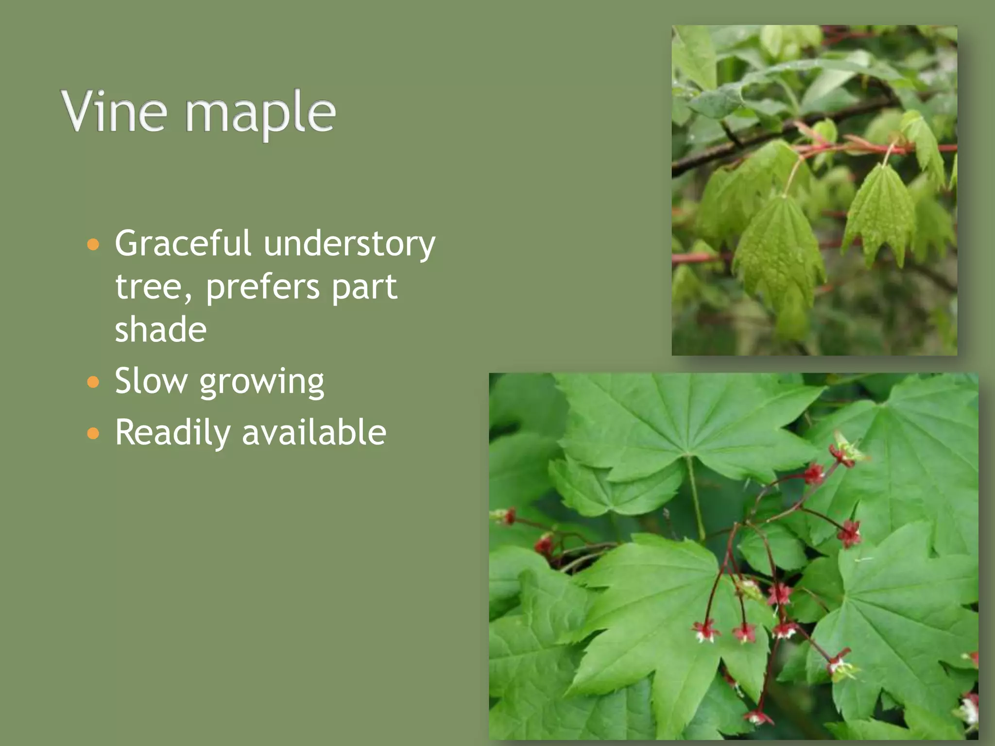 Native Plants For Oregon’S Willamette Valley | PPTX