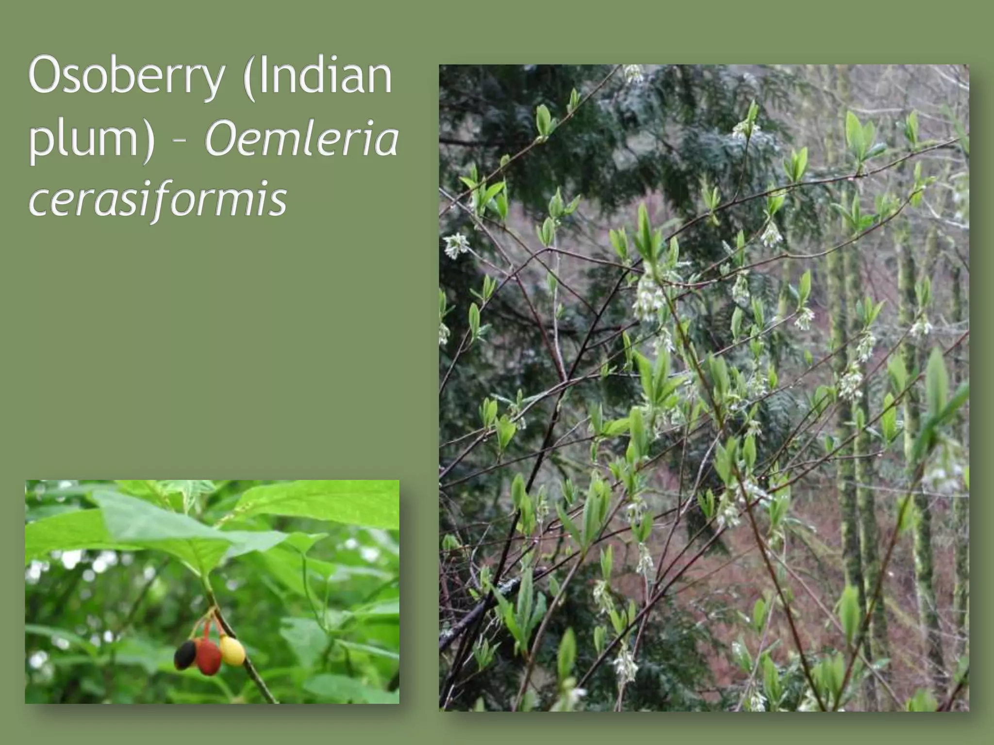 Native Plants For Oregon’S Willamette Valley | PPTX