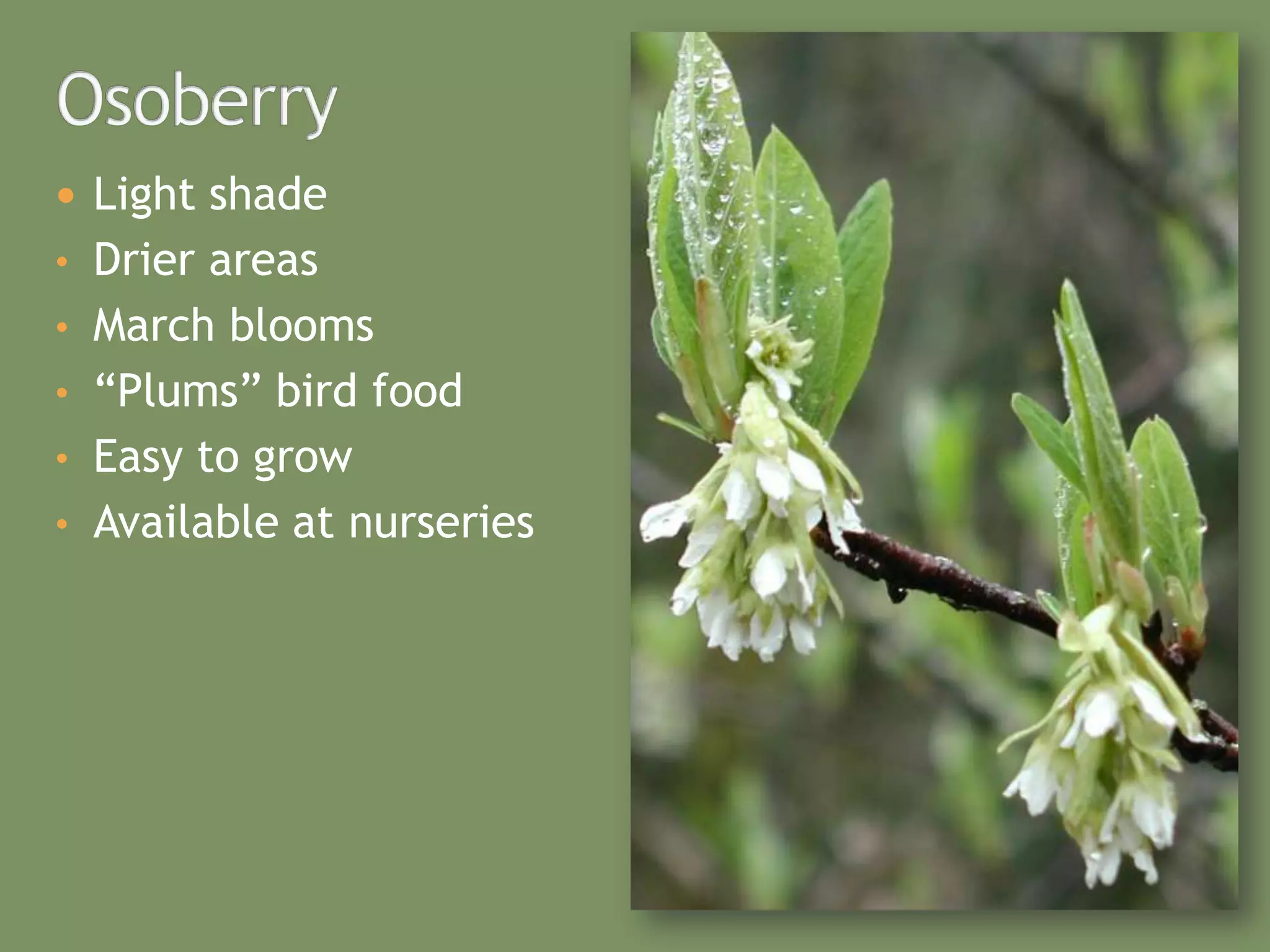 Native Plants For Oregon’S Willamette Valley | PPTX