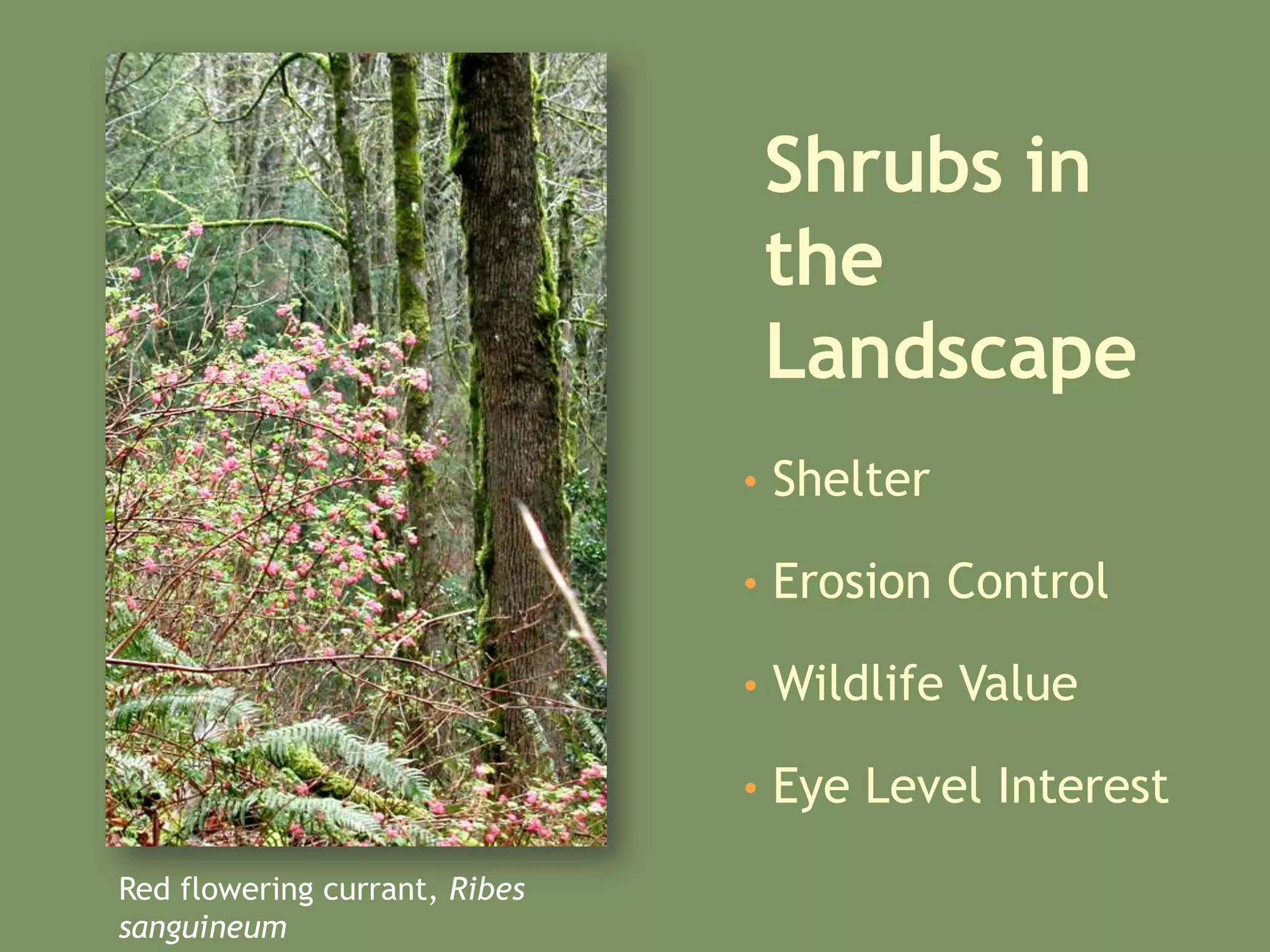 Native Plants For Oregon’S Willamette Valley | PPTX