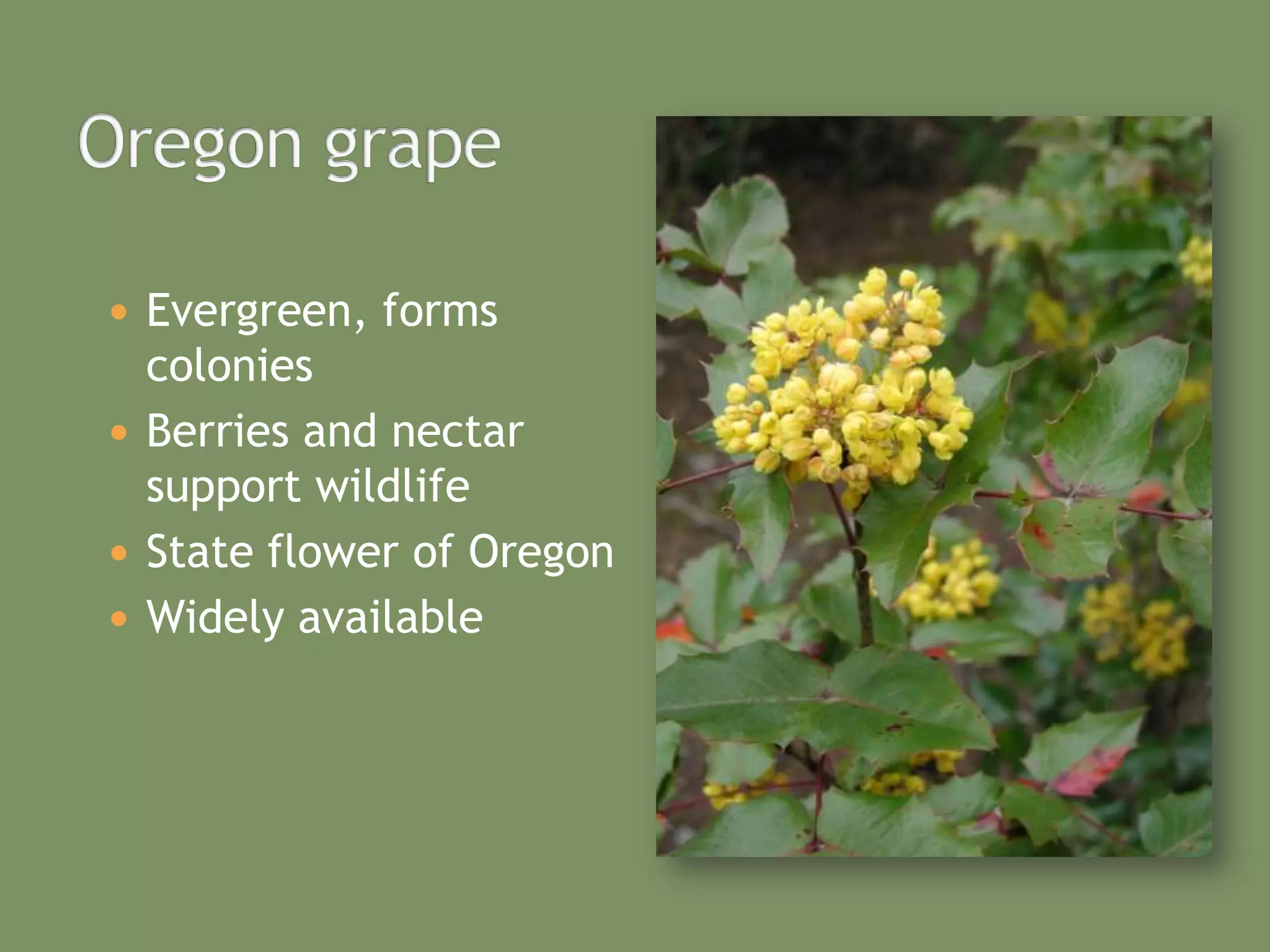 Native Plants For Oregon’S Willamette Valley | PPTX